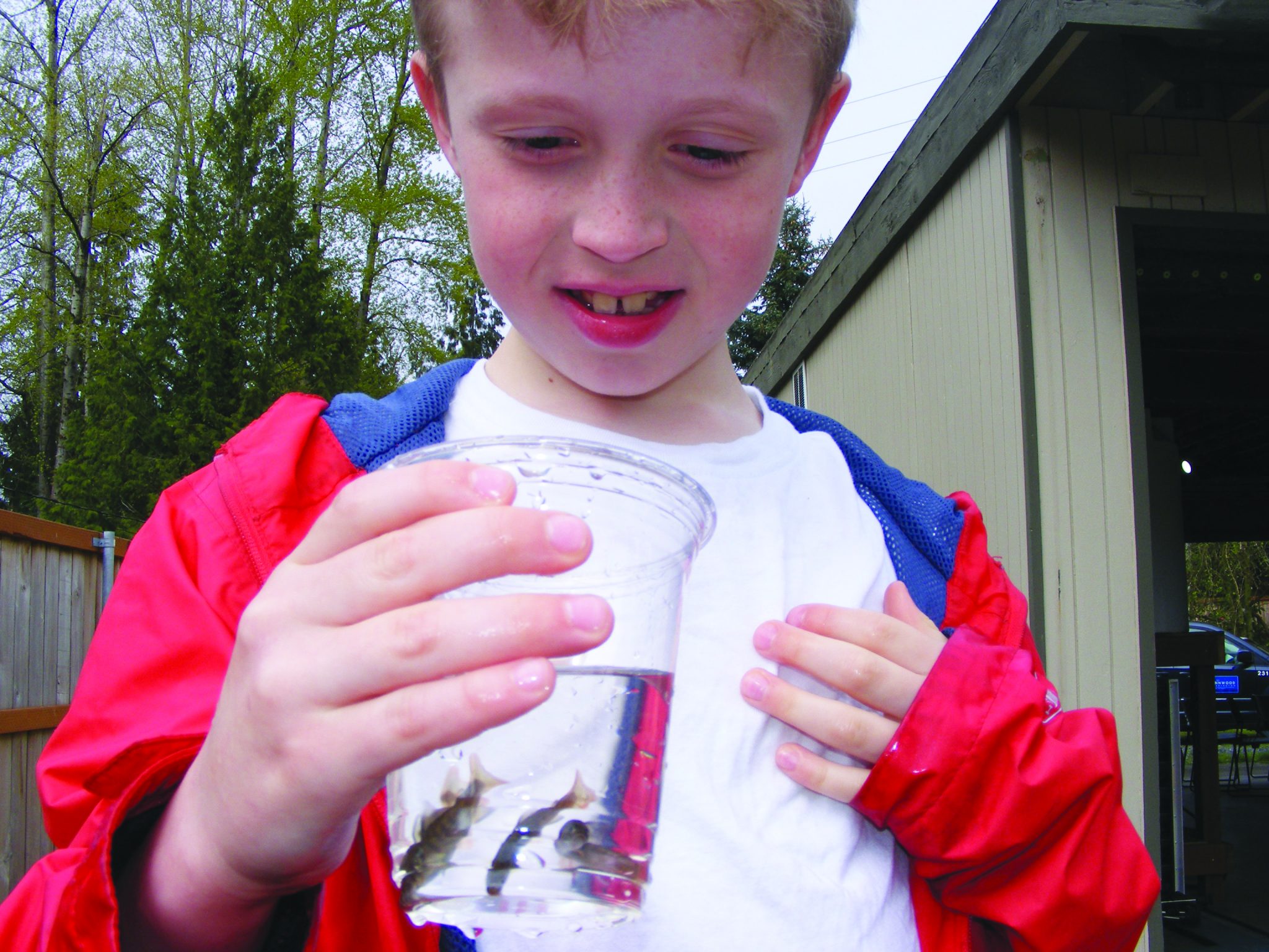Thousands of baby Coho salmon released into Hall Lake - Lynnwood Times