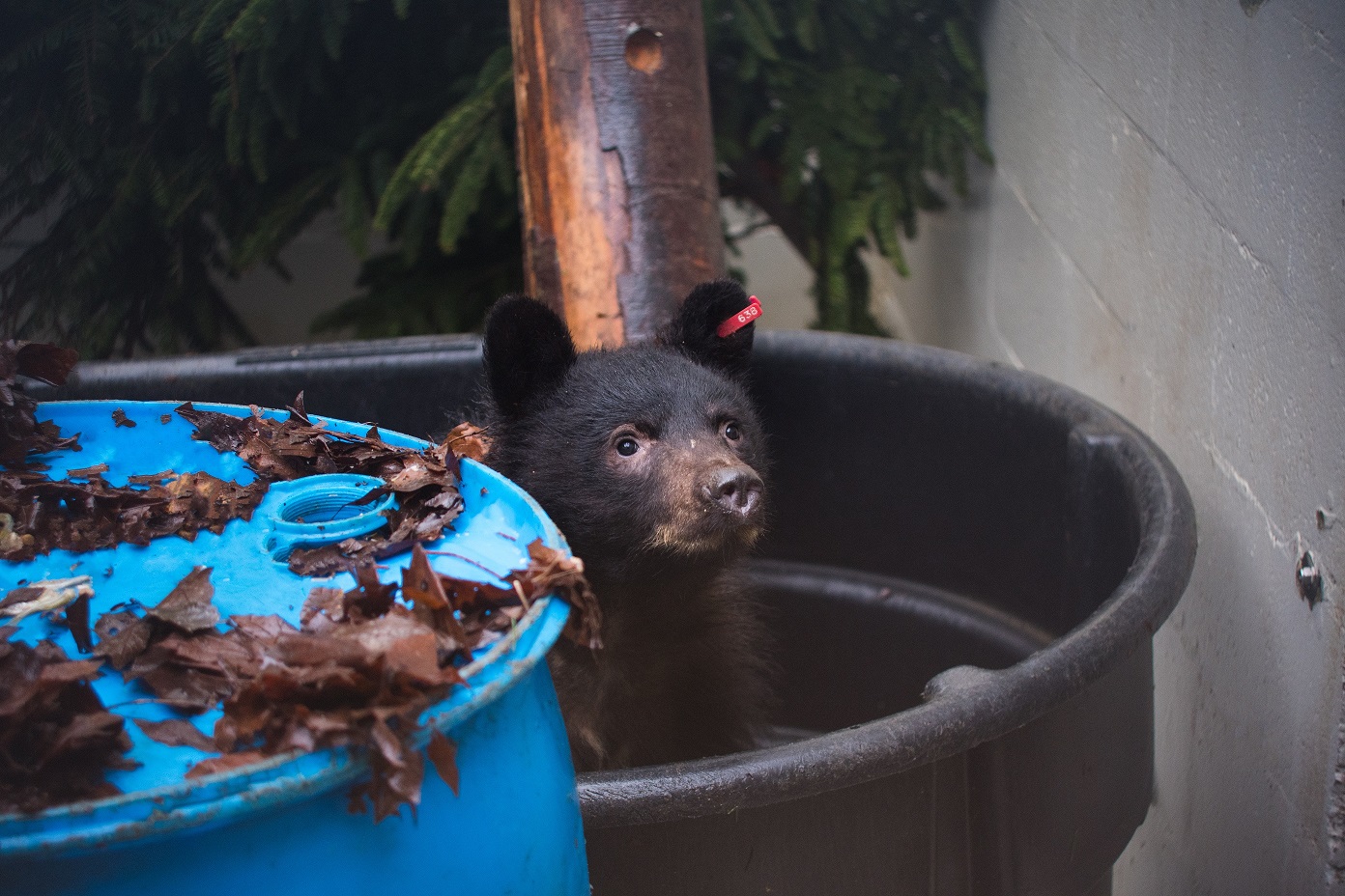 PAWS rehabilitates and release seven black bears - Lynnwood Times