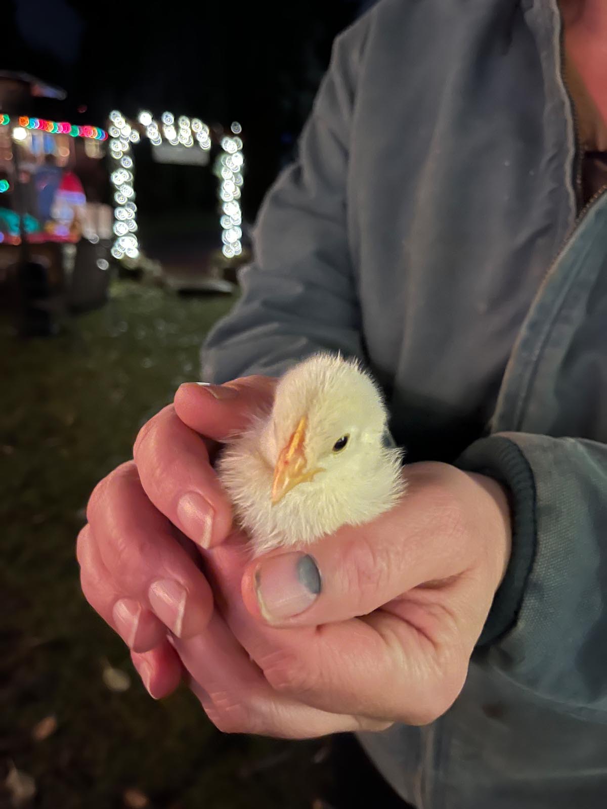 Vaughn’s Teaching Farm returns this holiday season, bigger, and better than ever - Lynnwood Times