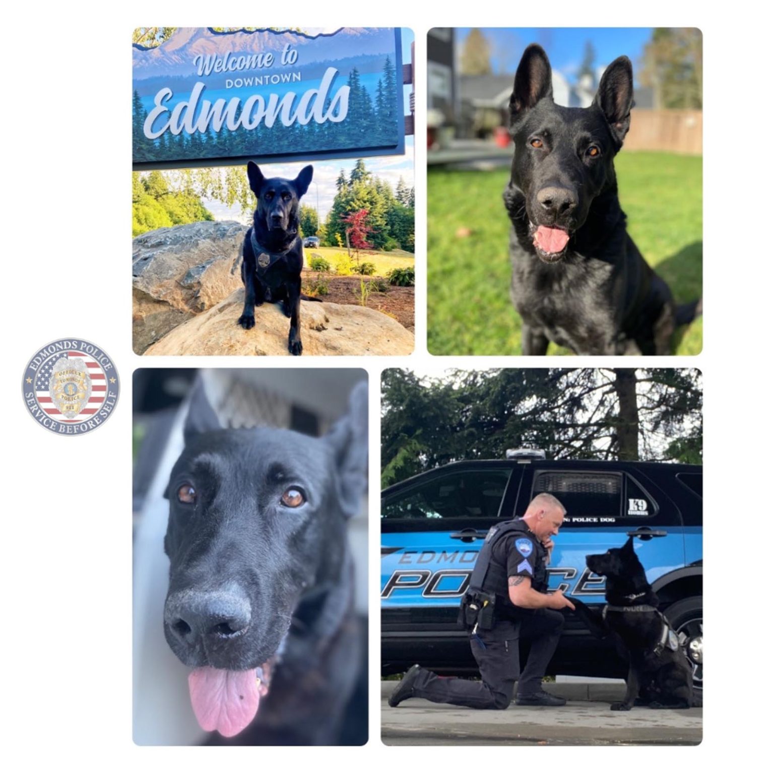 After nine years of service, Edmonds PD K-9 Hobbs to retire - Lynnwood ...