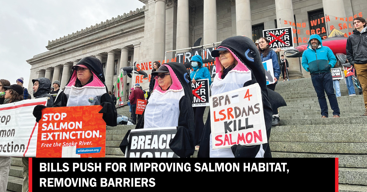 Bills push for improving salmon habitat, removing barriers - Lynnwood Times