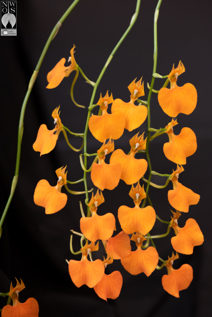 Northwest Orchid Plant Festival coming to Lynnwood Event Center ...