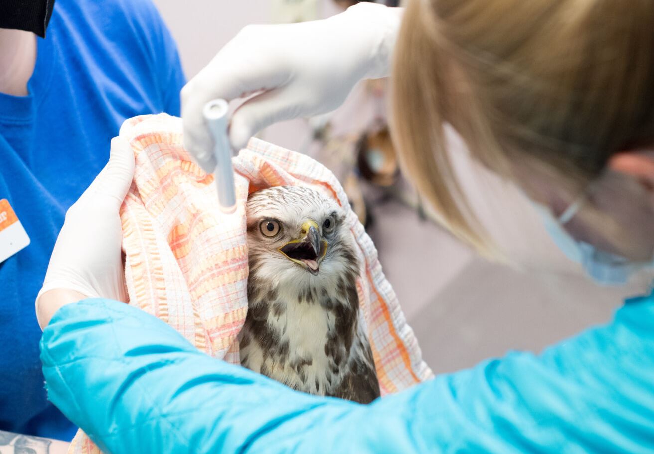 Lynnwood-based PAWS opening state’s largest wildlife center in ...