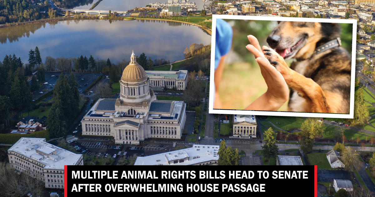 Multiple animal rights bills head to Senate after overwhelming House ...