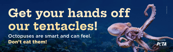 Lawmakers pass legislation that would prohibit octopus farming in ...