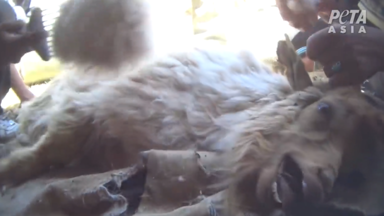 Victory for Goats! Lynnwood-based Zumiez drops cashmere and mohair ...