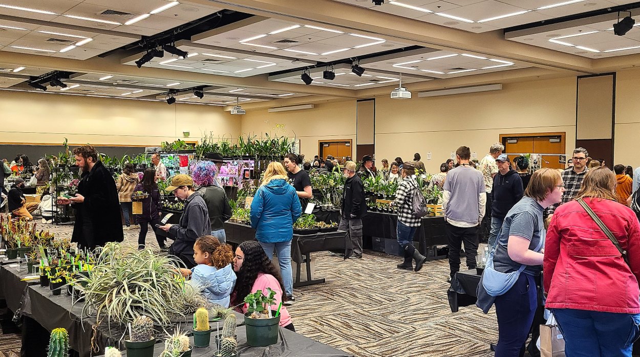 Flora galore: Northwest Orchid Society's second annual Indoor Plant ...