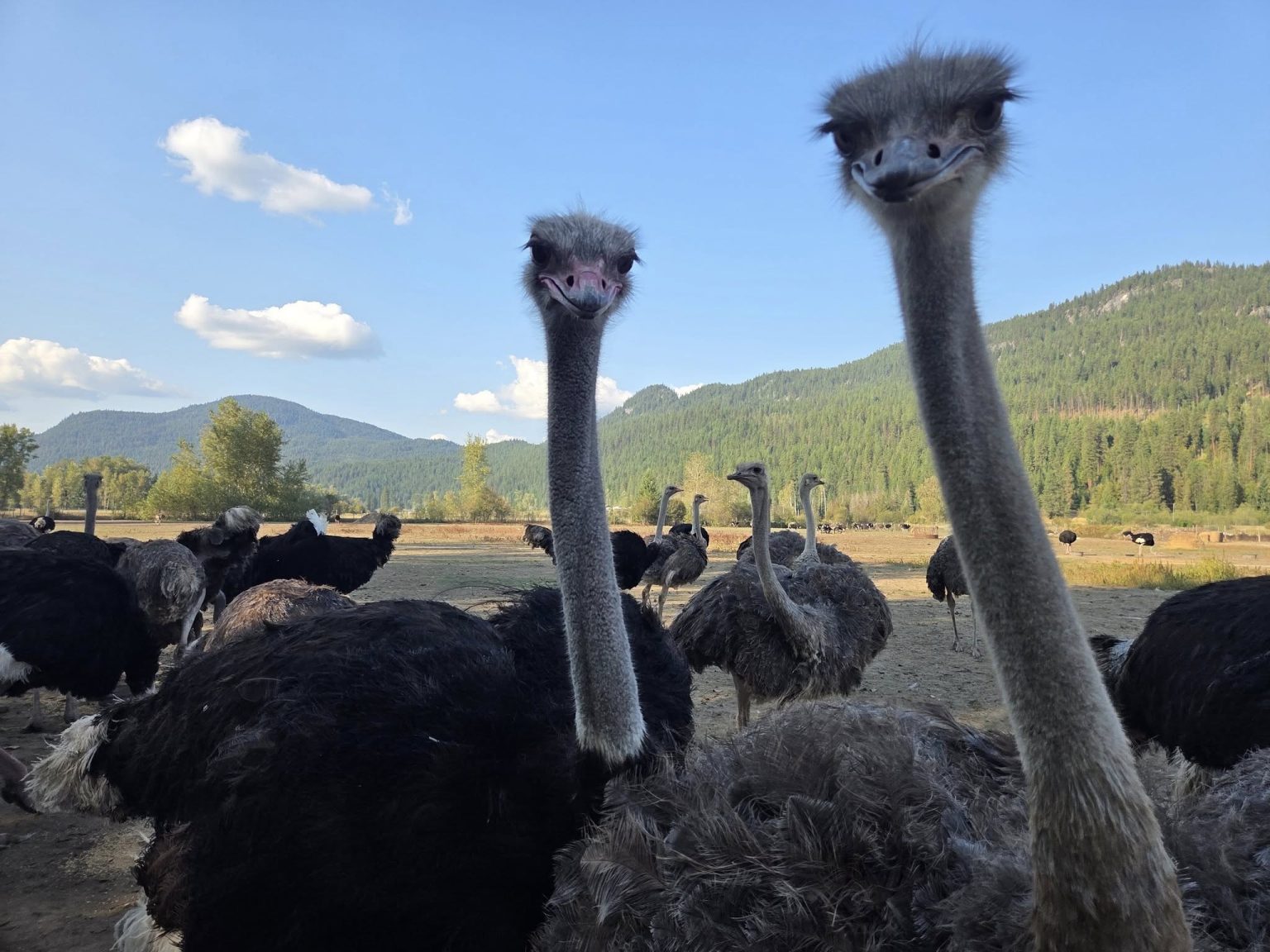 Canadian Supreme Court halts cull of ostriches at farm - Lynnwood Times