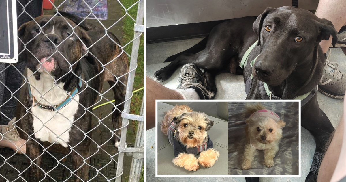 Councilwoman’s Dog Sparks Outrage: Deadly Dog Attack, Alleged Cover-Up ...