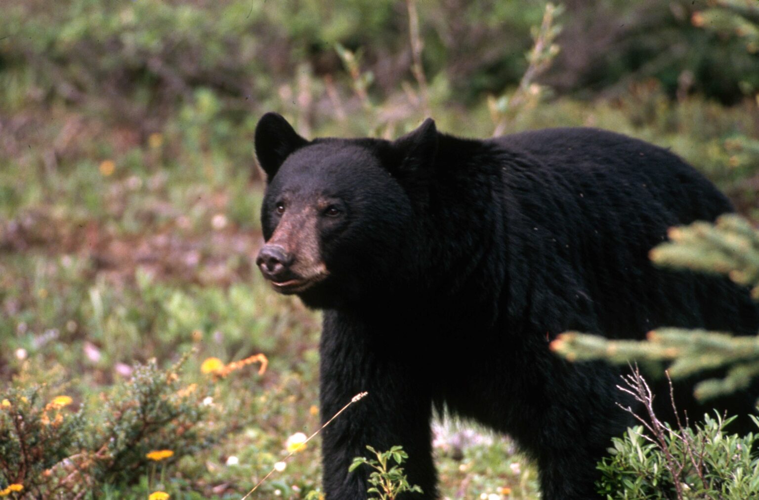 WA Fish and Wildlife saga deepens with claims of collusion - Lynnwood Times