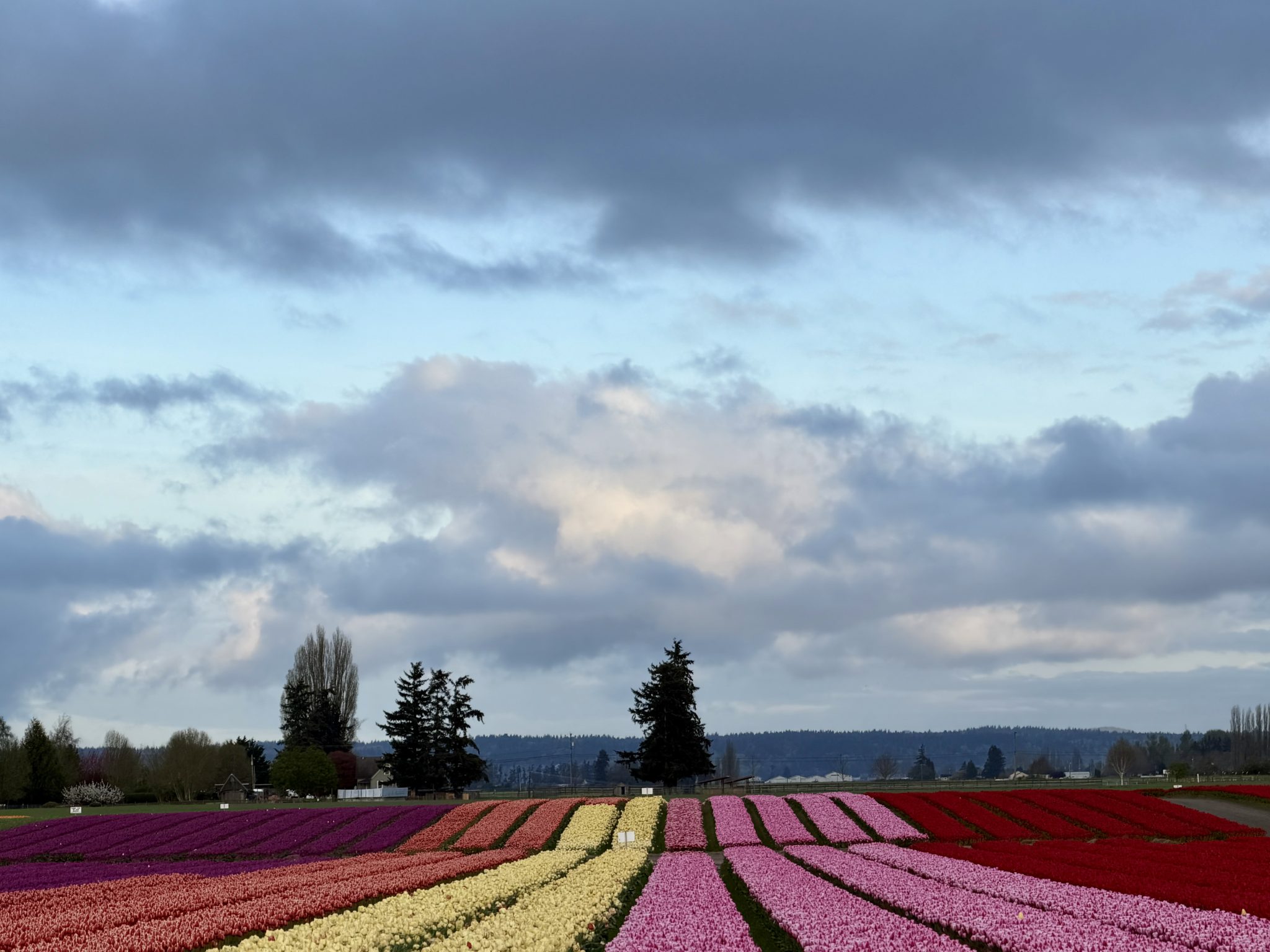 2026 Skagit Valley Tulip Festival reaches full bloom across Skagit ...