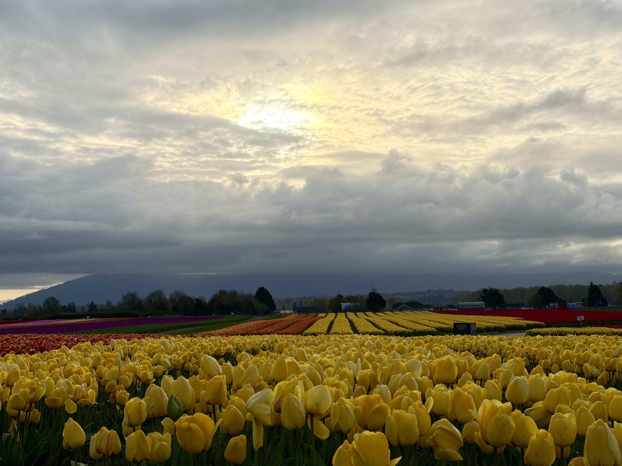 2026 Skagit Valley Tulip Festival reaches full bloom across Skagit ...